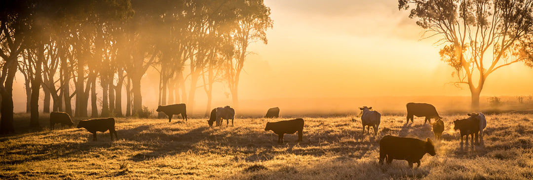 AUS-MEAT Store – AUS-MEAT Limited