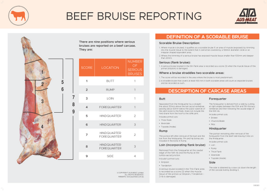 Beef Bruise Reporting Poster – AUS-MEAT Limited